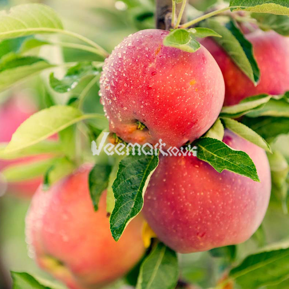 Red Apple(4pcs)– VeeMart